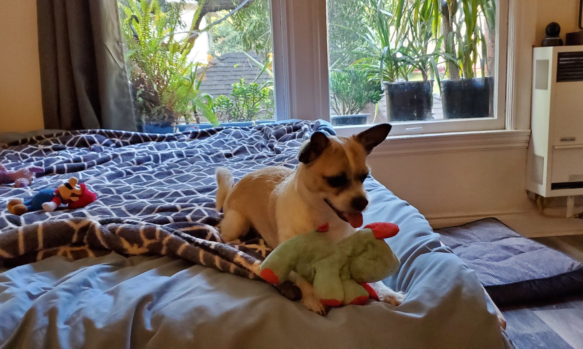 Dogs love staying in my apartment! – Justin’s Dog Services